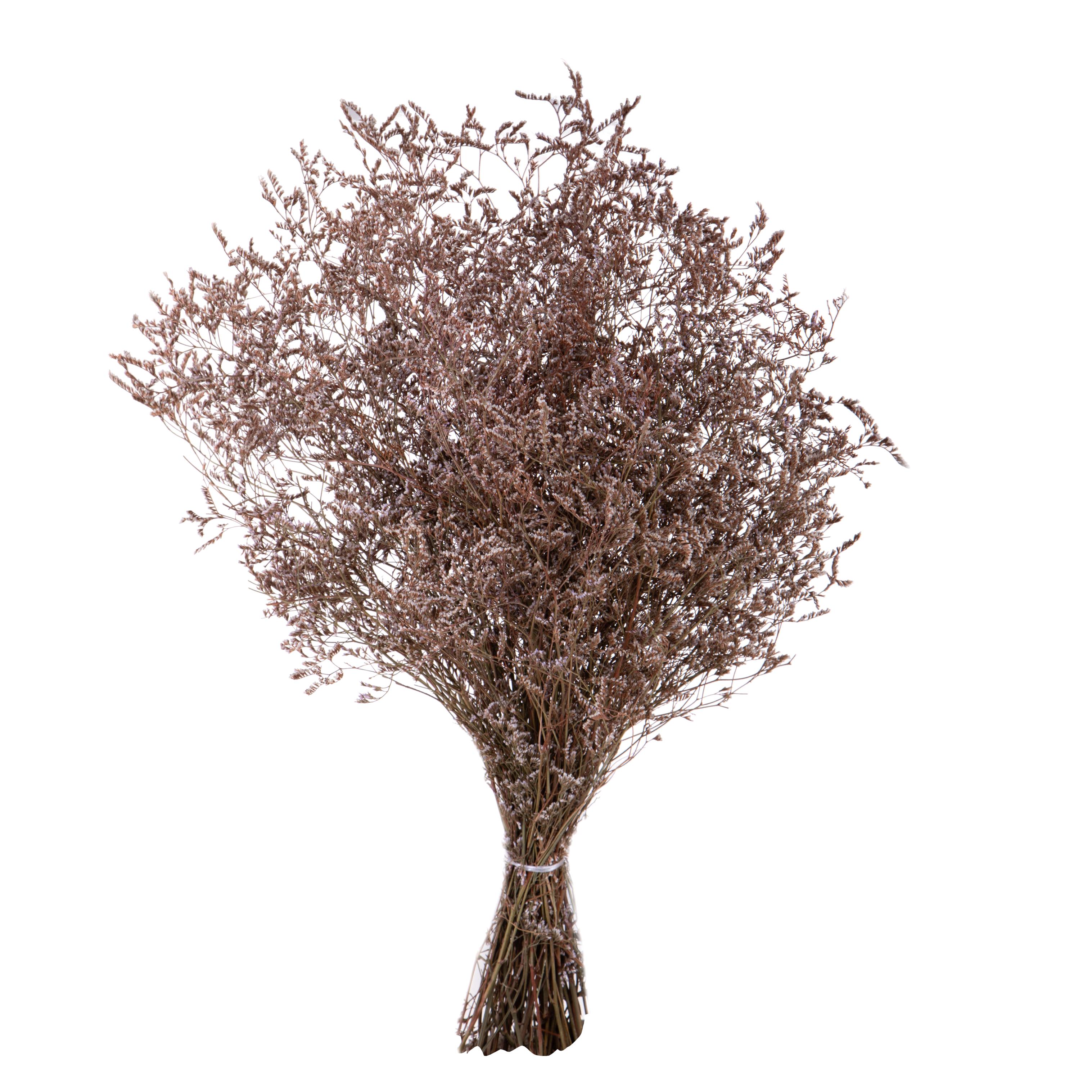 STATICE CASPIA NAT. A KG SFUSO